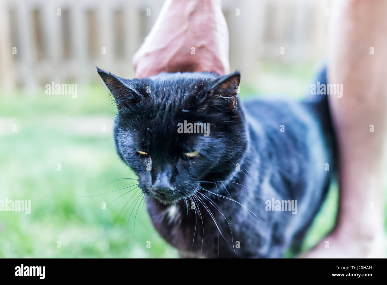 Hand petting face hi-res stock photography and images - Alamy