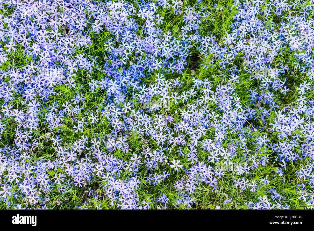 Creeping phlox flowers hi-res stock photography and images - Alamy