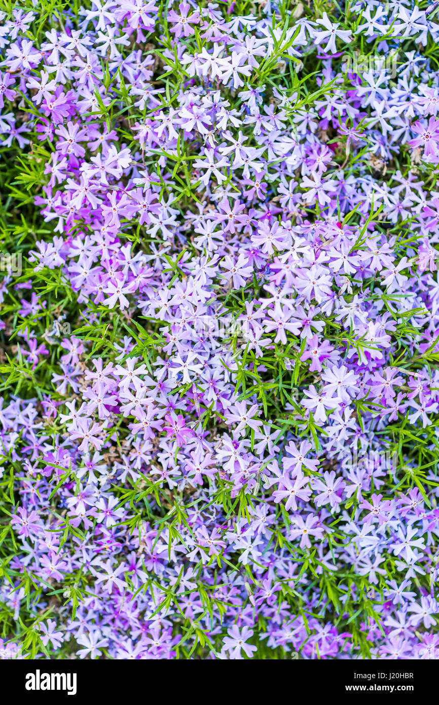 Creeping phlox flowers hi-res stock photography and images - Alamy