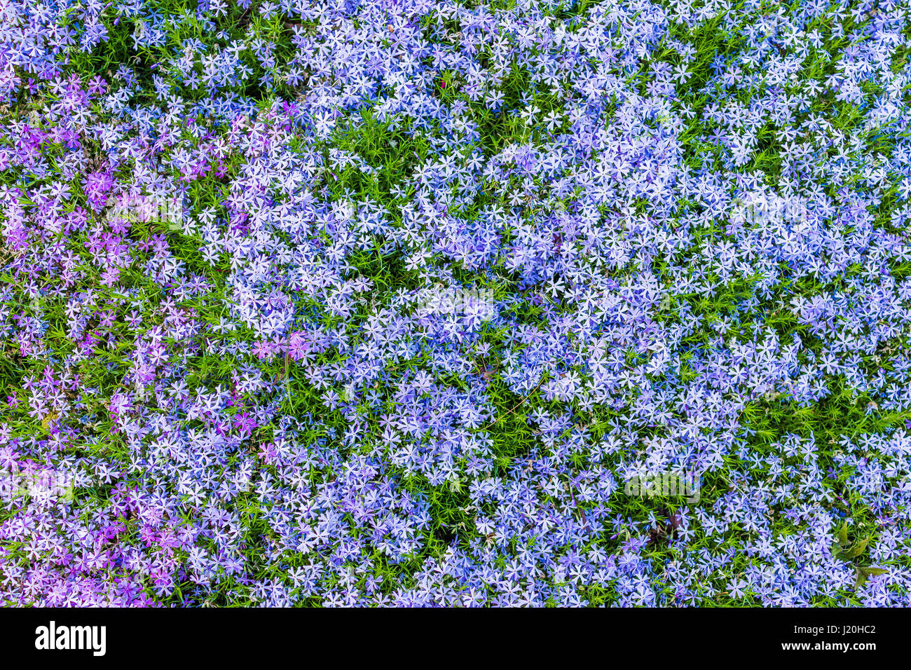 Pattern flat top closeup of blue creeping phlox flowers Stock Photo - Alamy