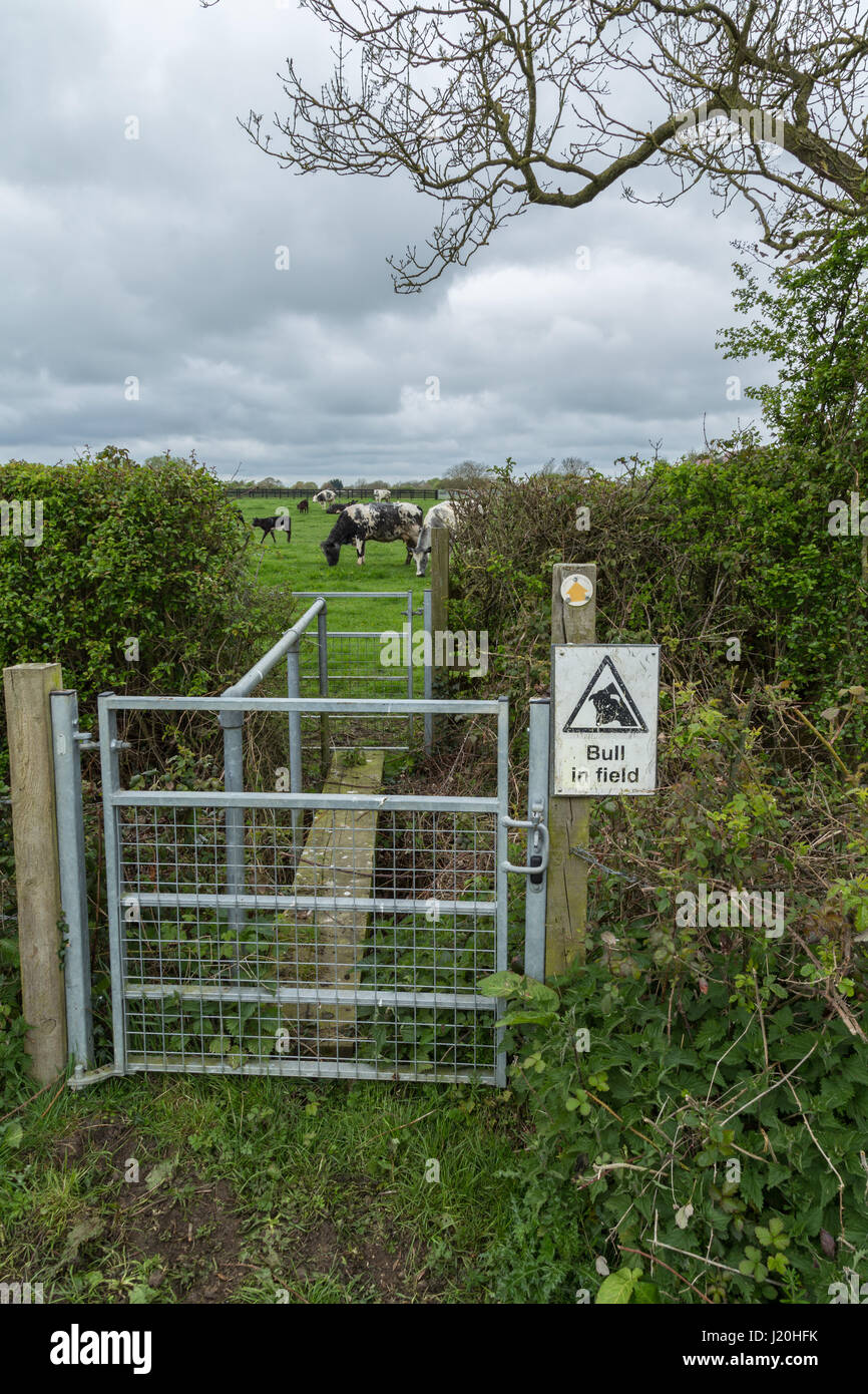 A sign of Bull in Field next to a metal gate with cows in the distance ...