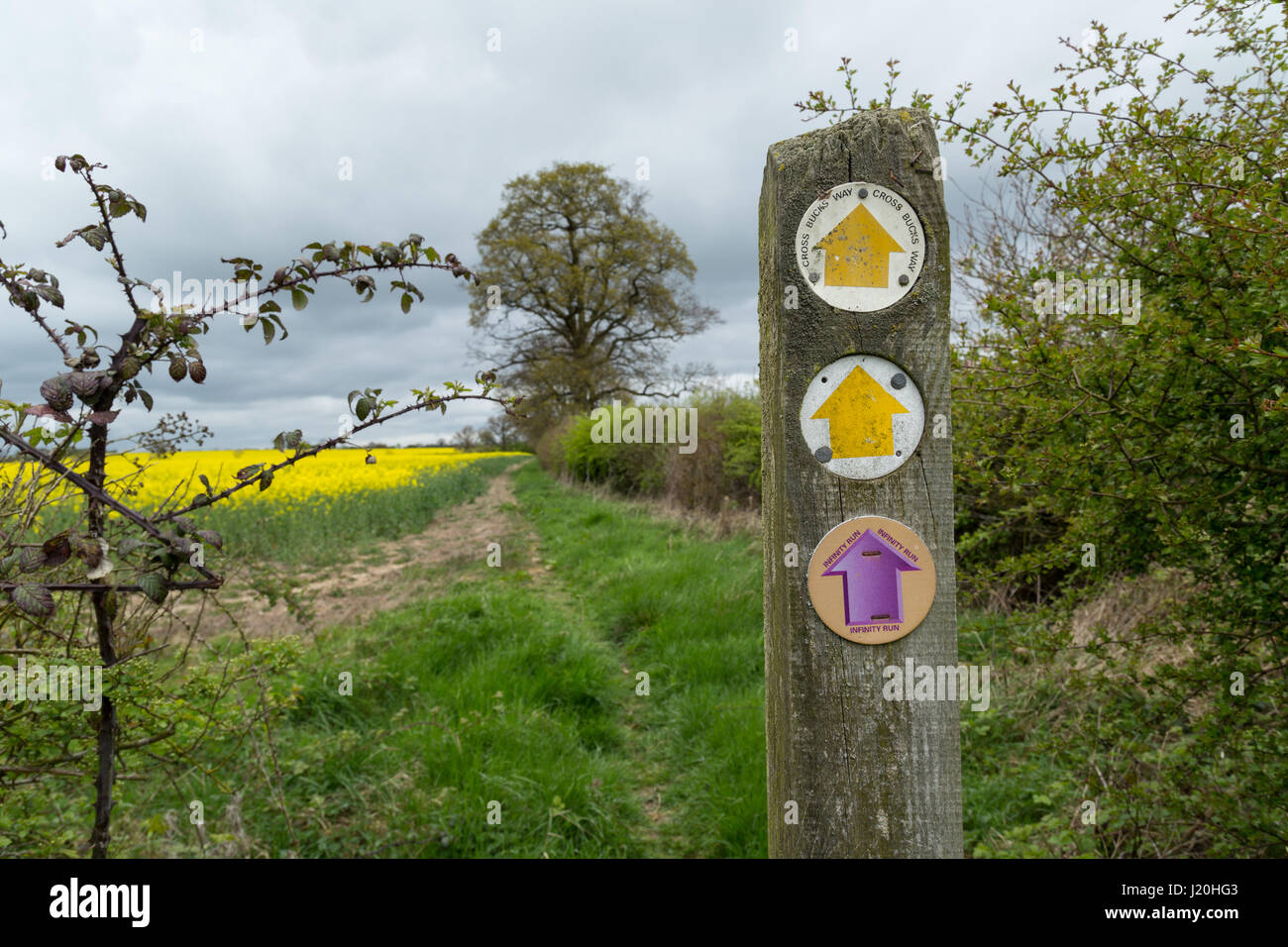 A waymarker or signpost of the Bross Bucks Way with a rapeseed field in ...