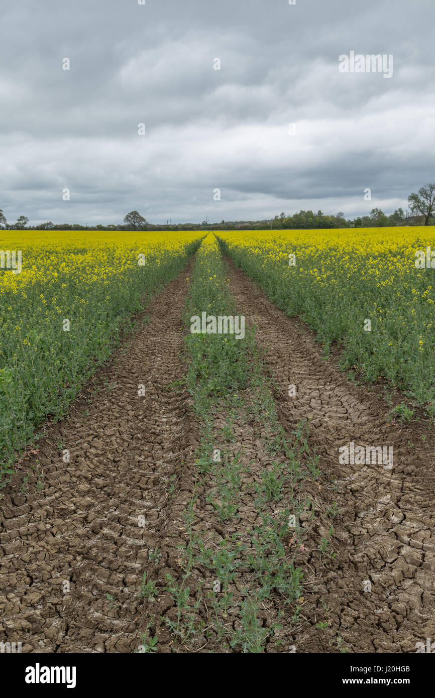 A track running through a field with trees in the distance Stock Photo ...