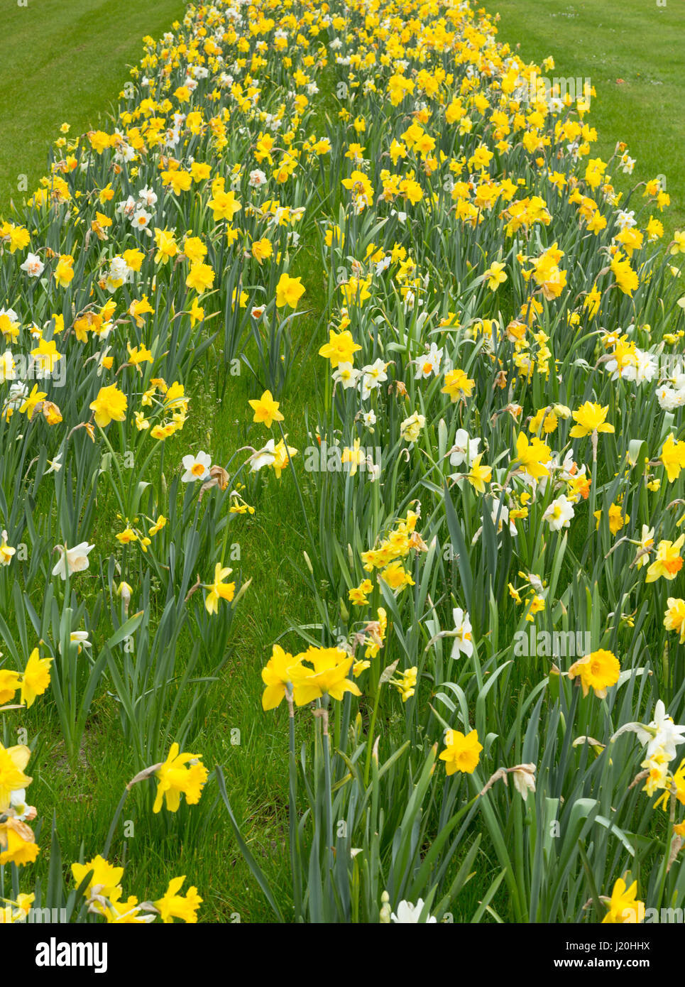 Daffodils in springtime in portrait Stock Photo - Alamy