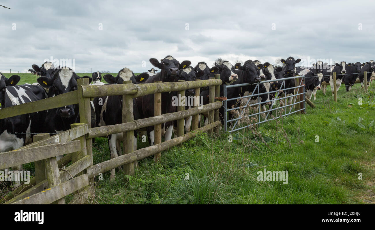 Cows looking over fence hi-res stock photography and images - Alamy