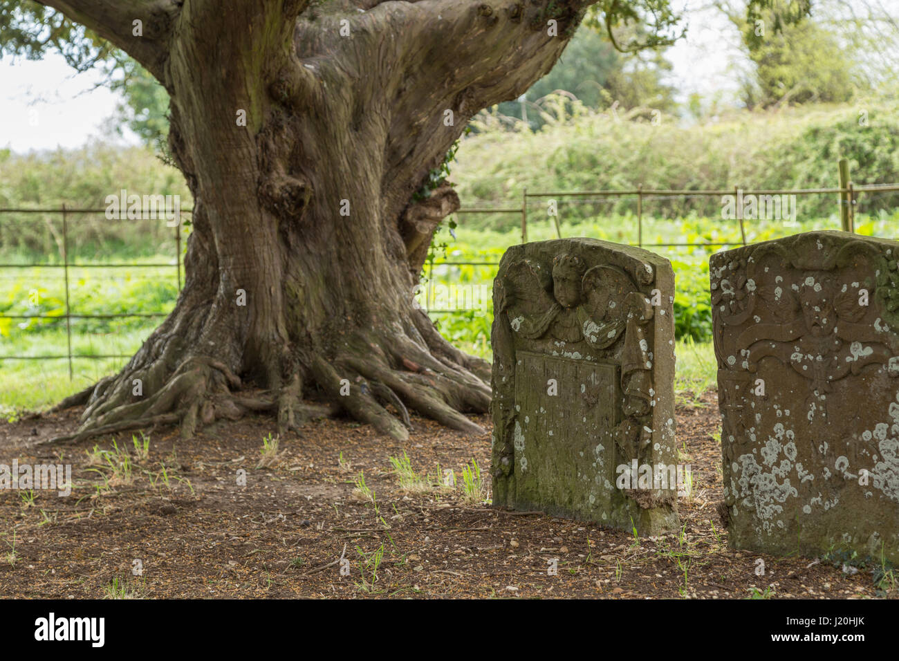 Graveyard tree hi-res stock photography and images - Alamy