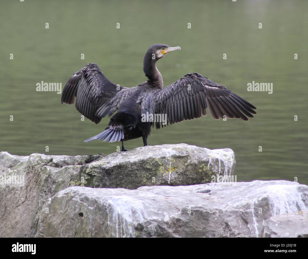 Cormorant on freshwater lake hi-res stock photography and images - Alamy