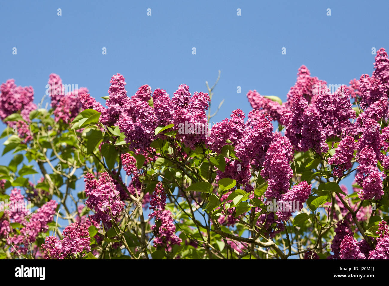 Syringa vulgaris in the garden. Lilac flowers Stock Photo - Alamy