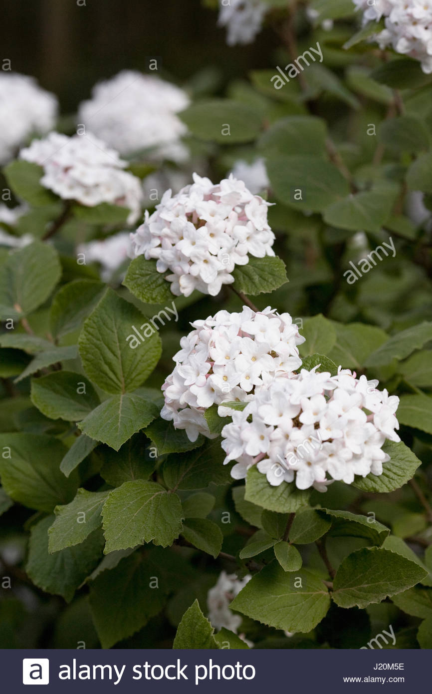 Viburnum Carlesii Spring Flower Stock Photos & Viburnum Carlesii Spring ...