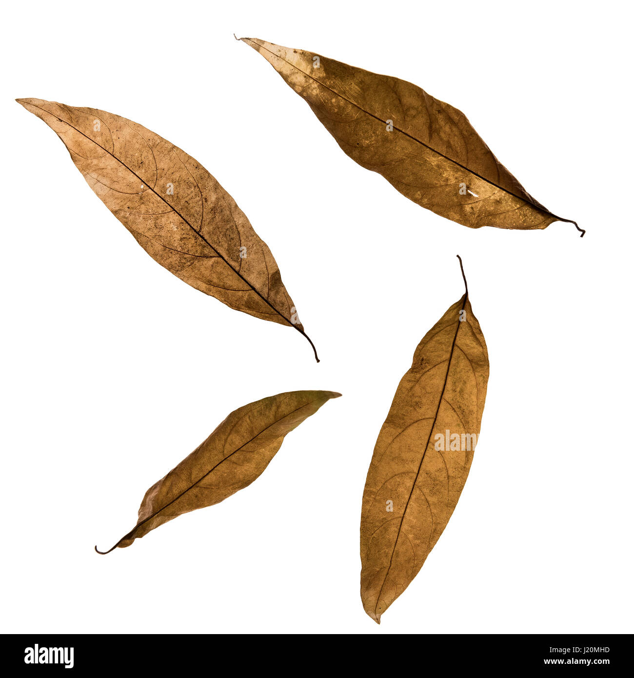 Dry_leaves hi-res stock photography and images - Alamy