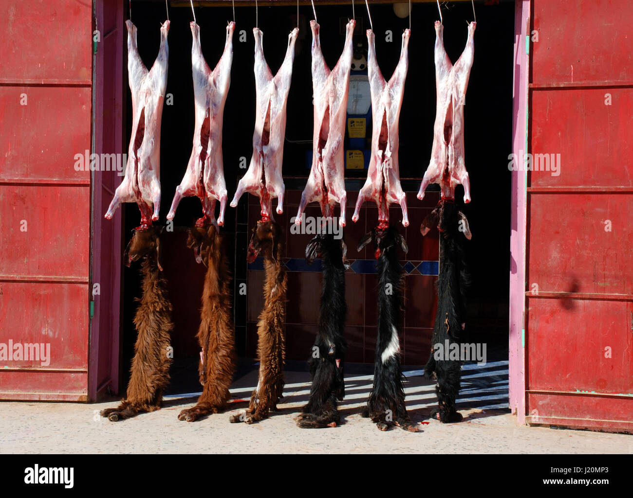 Halal slaughter hi-res stock photography and images - Alamy