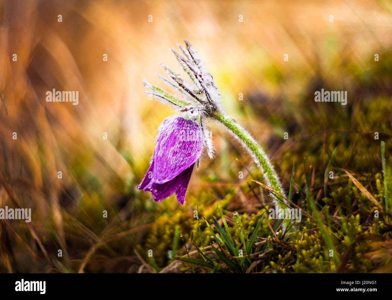 Beautiful purple little furry pasque flower. (Pulsatilla slavica Stock ...