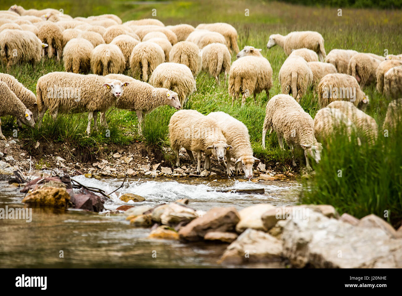 Livestock farm - herd of sheep Stock Photo - Alamy
