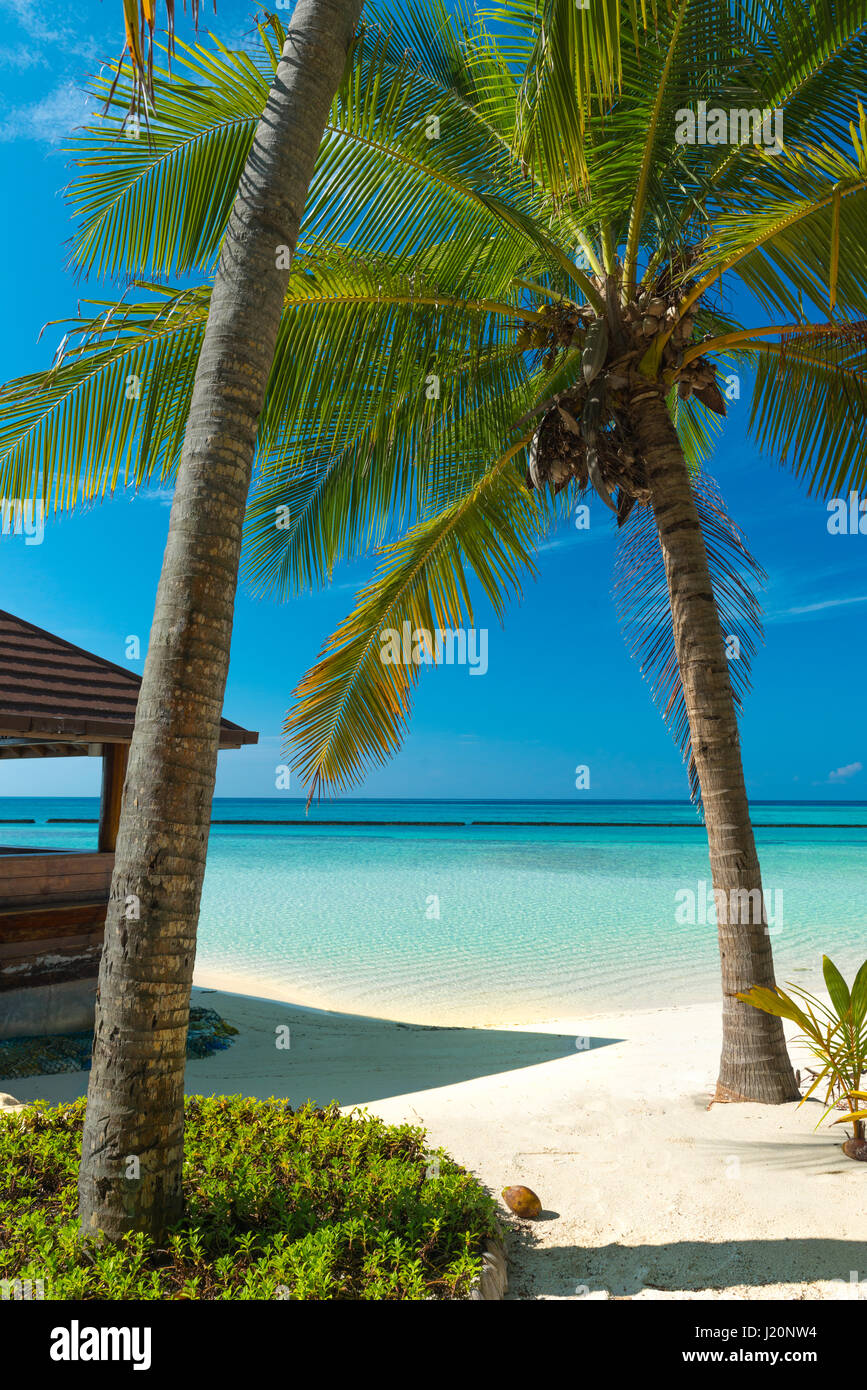 untouched tropical beach on the maldives Stock Photo - Alamy