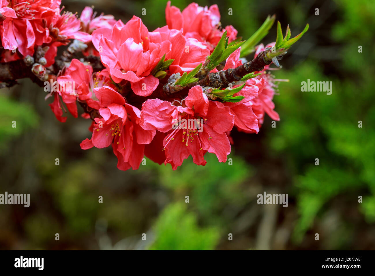 Spring blossoms Springtime season. Beautifully blossoming tree branch ...
