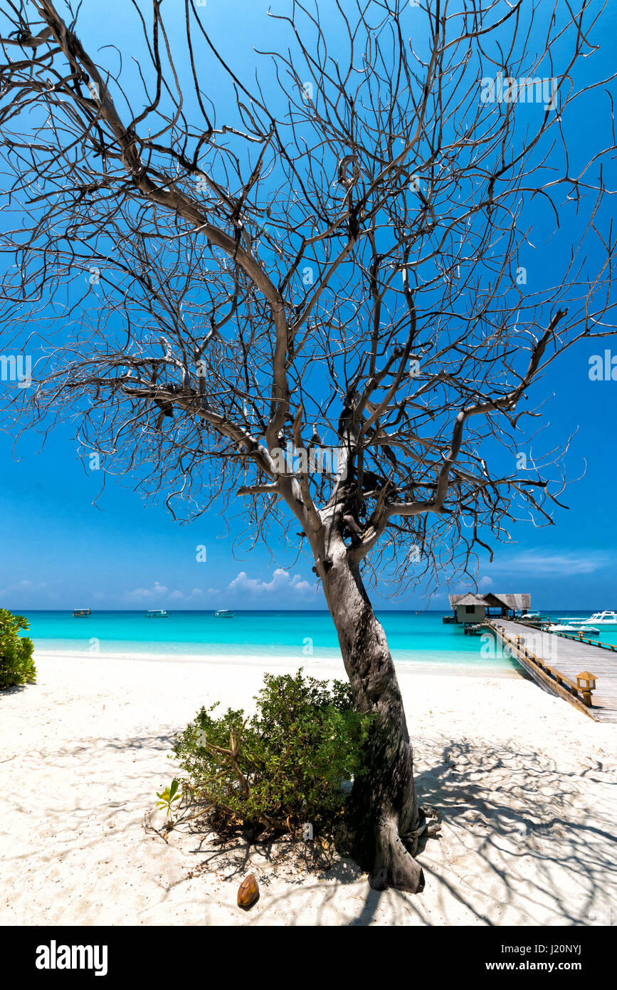 Tree at the beach Stock Photo - Alamy