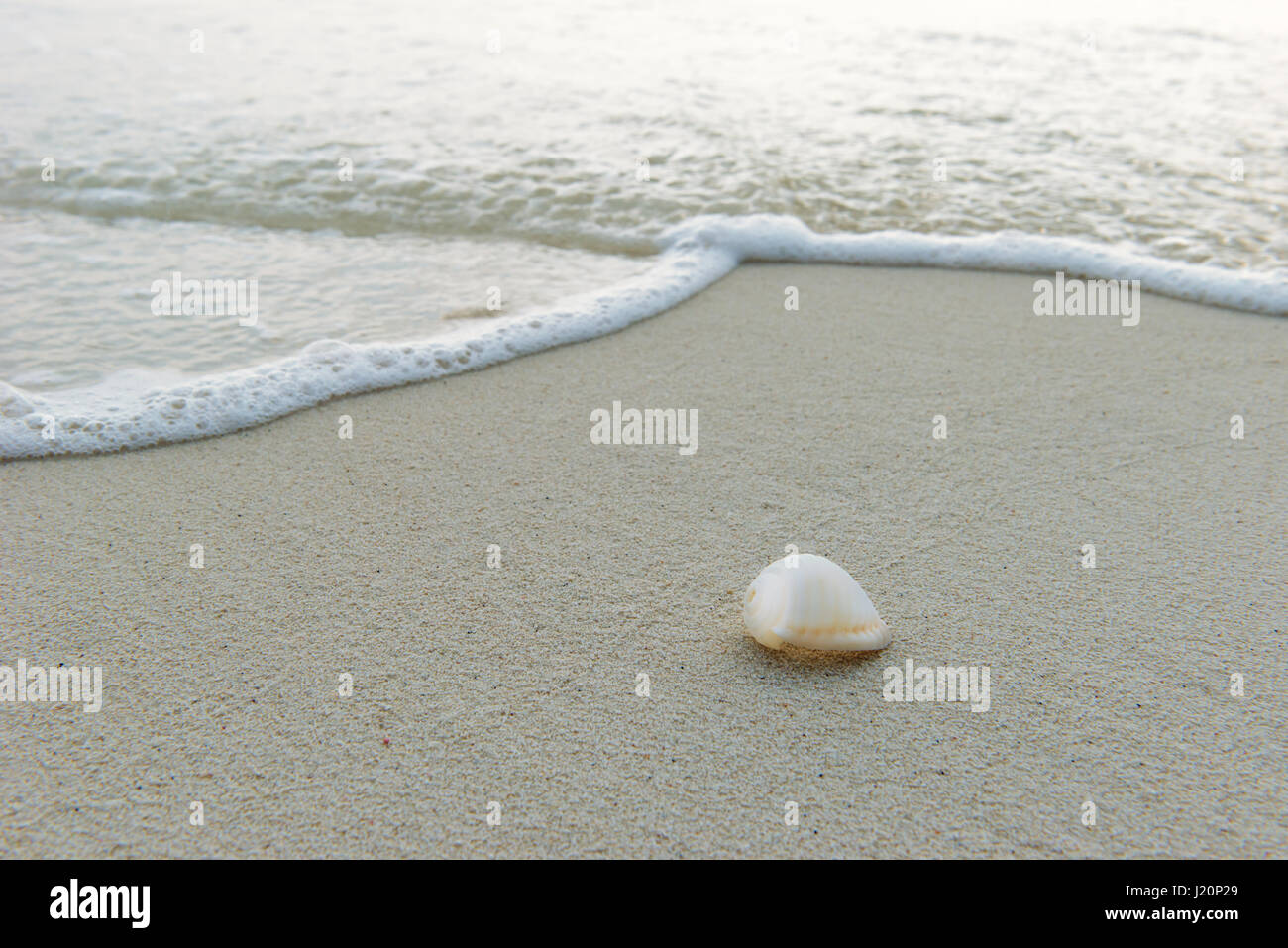 Sea shell at the beach Stock Photo - Alamy