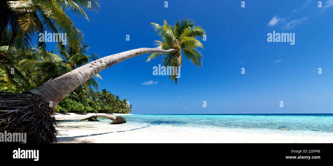 beautiful palm trees on an unspoilt beach Stock Photo - Alamy