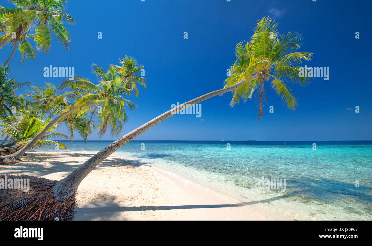 beautiful beach with coconut palm trees on the maldives Stock Photo - Alamy