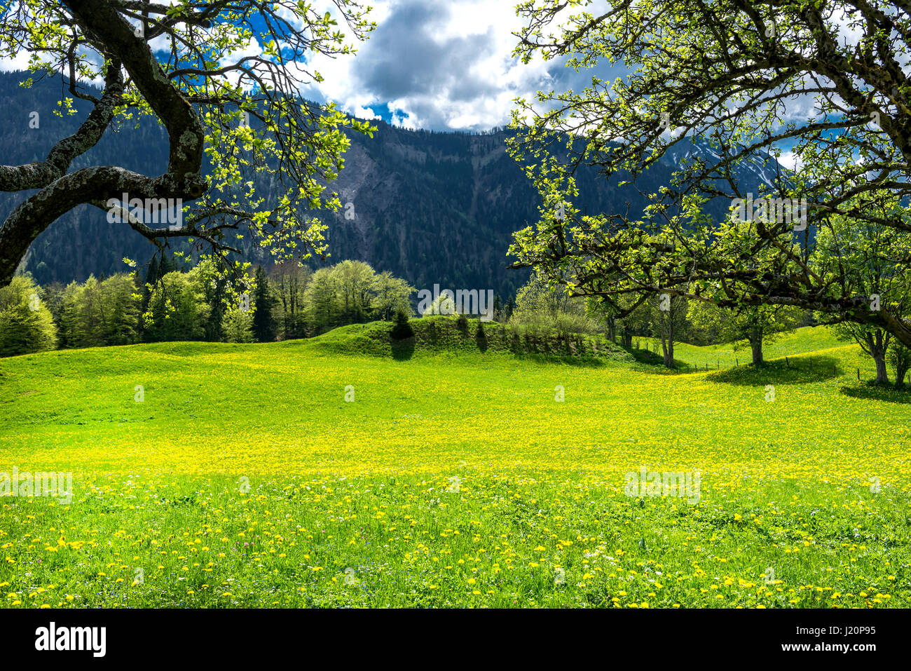 hiking path in the german alps, bavaria Stock Photo - Alamy