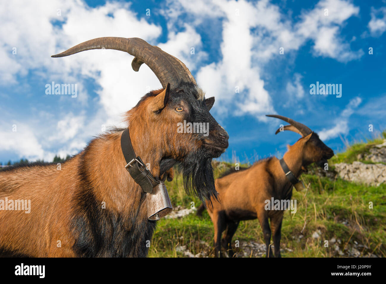 Capricorn in the German Alps Stock Photo - Alamy