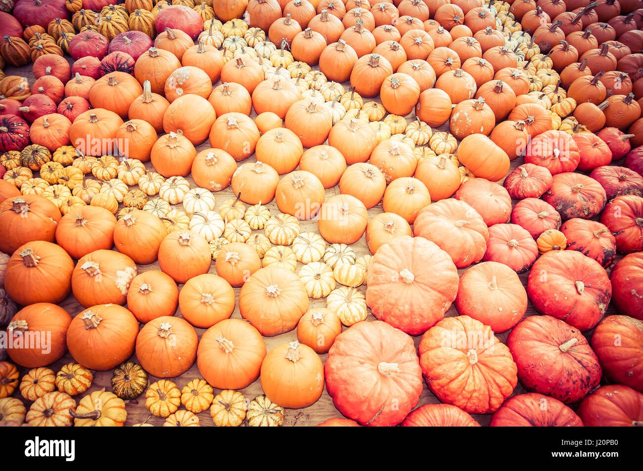 Pumpkins in Autumn Stock Photo - Alamy