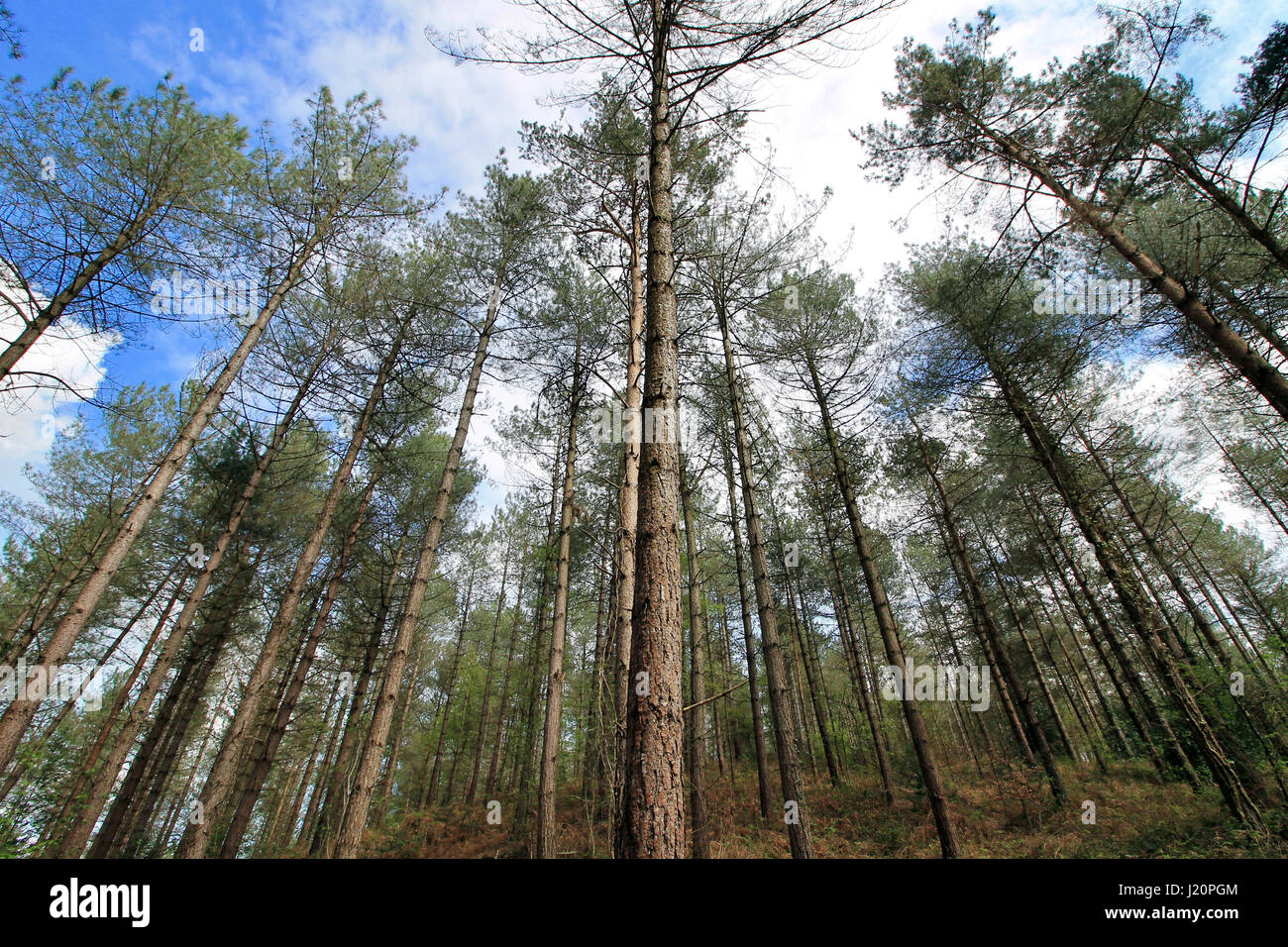 Tall trees night hi-res stock photography and images - Alamy