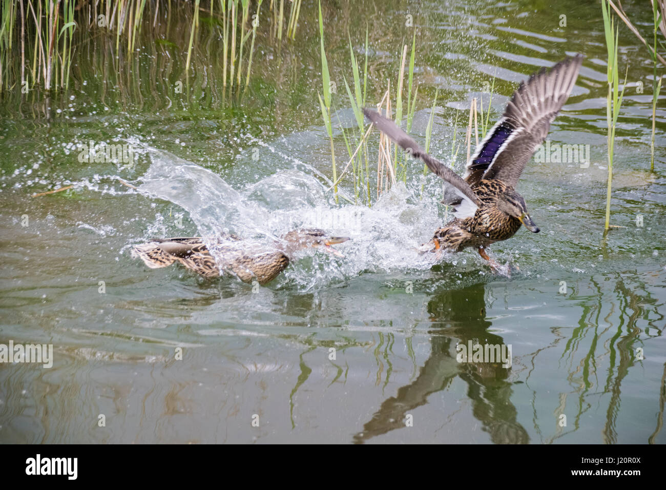 Fighting on the nature lake as female mallard duck protects her young ...