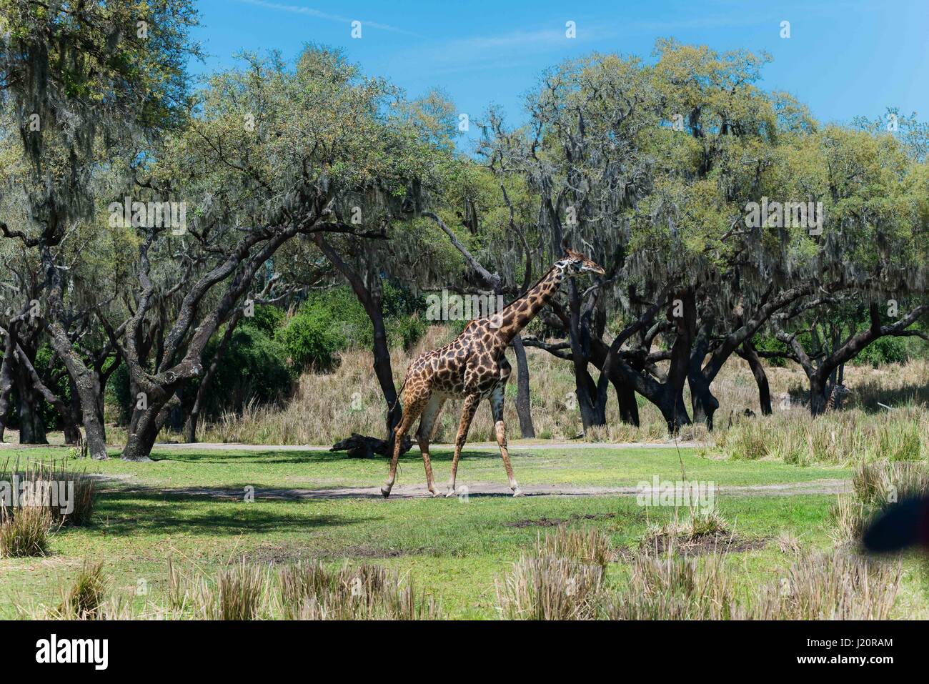 Disney animal kingdom safari hi-res stock photography and images - Alamy