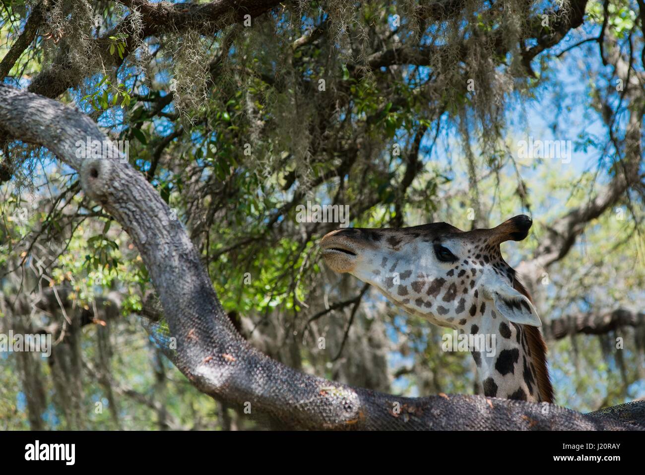 Disney animal kingdom safari hi-res stock photography and images - Alamy