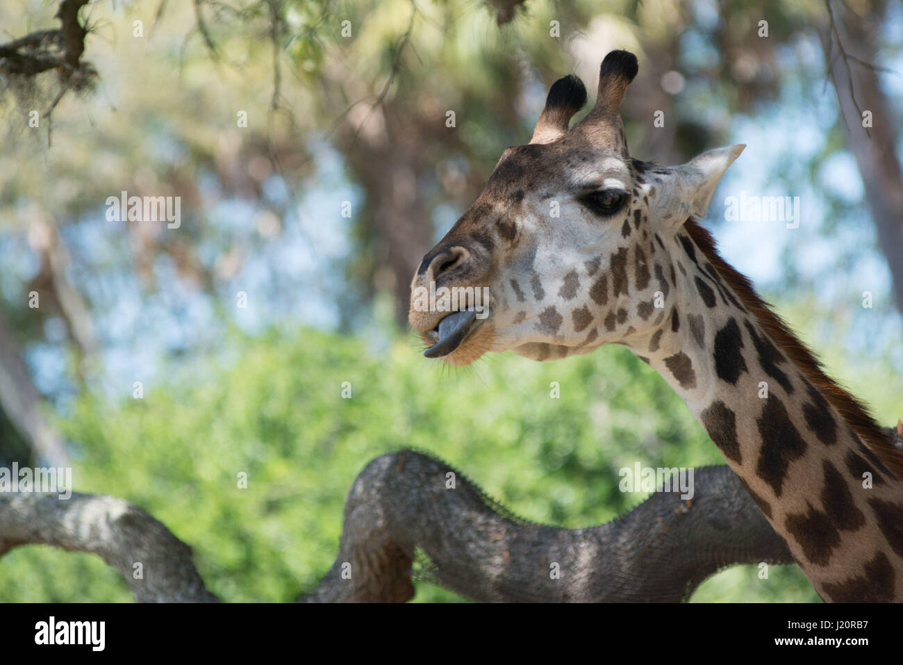 Giraffe At animal kingdom, Disney world Florida Stock Photo - Alamy