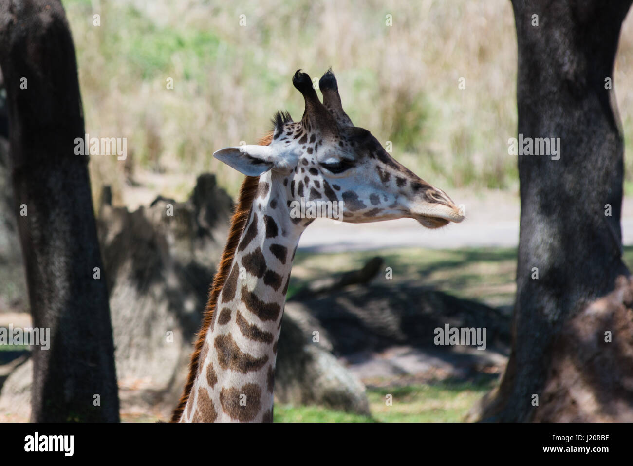 Giraffe At animal kingdom, Disney world Florida Stock Photo - Alamy