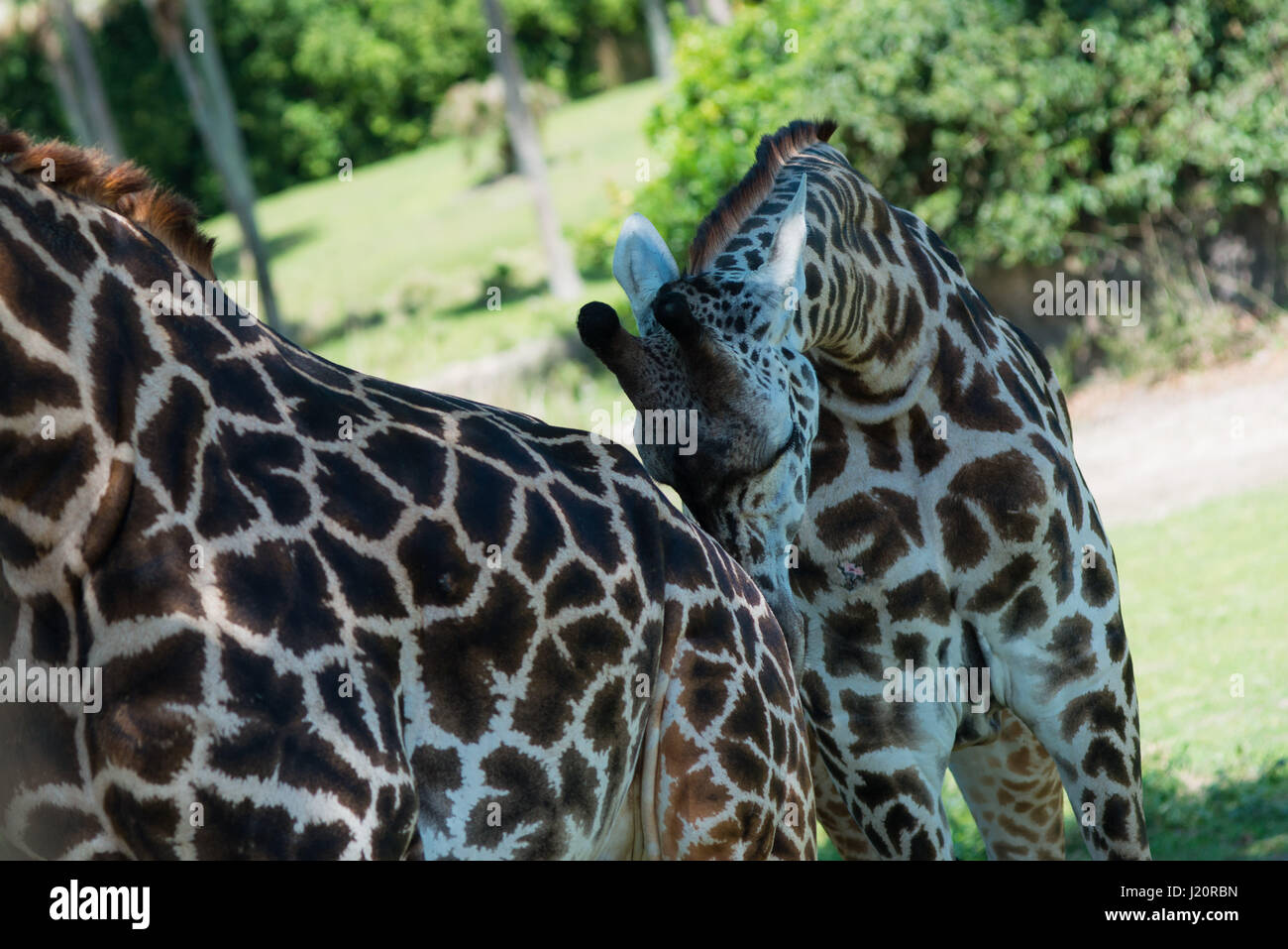 Giraffe At animal kingdom, Disney world Florida Stock Photo - Alamy