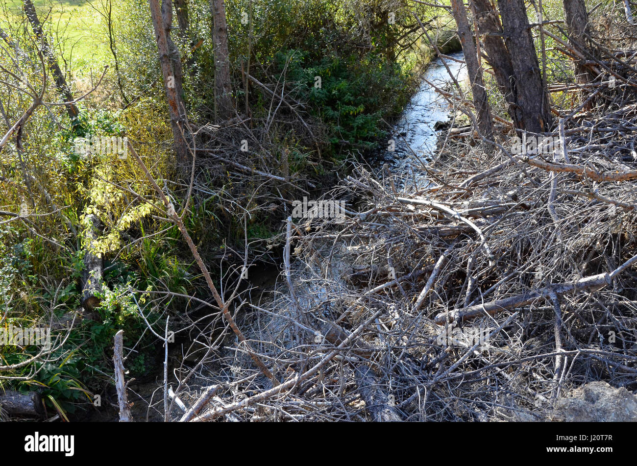 Small stream of water and piles of dead tree branches Stock Photo - Alamy