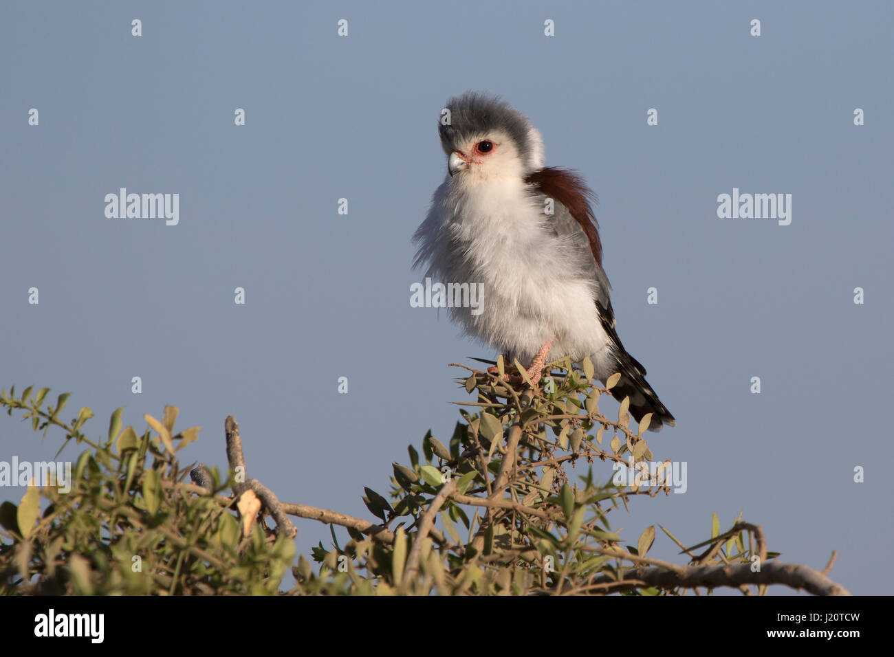 female pygmy falcon sitting on the branches of a bush on the African ...