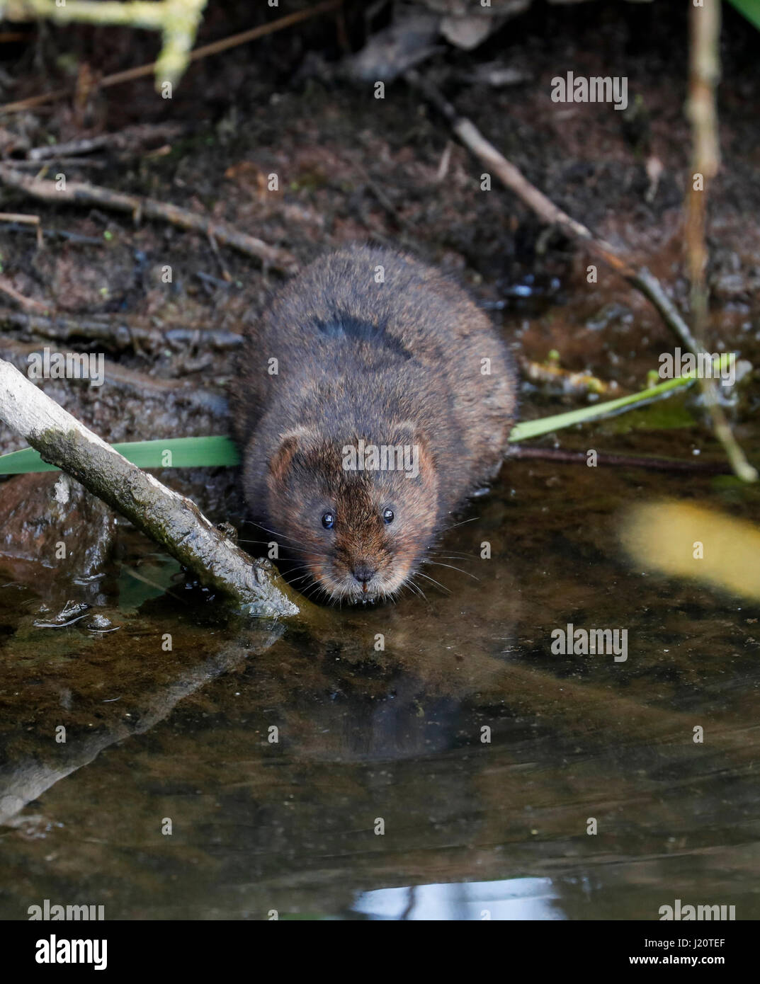 Black water vole hi-res stock photography and images - Alamy