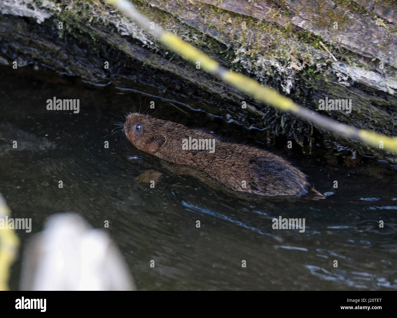 European water vole arvicola amphibious swimming hi-res stock ...