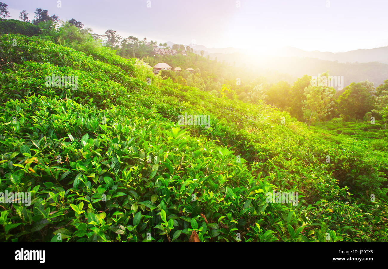 Tea plantation fields sunrise morning hi-res stock photography and ...