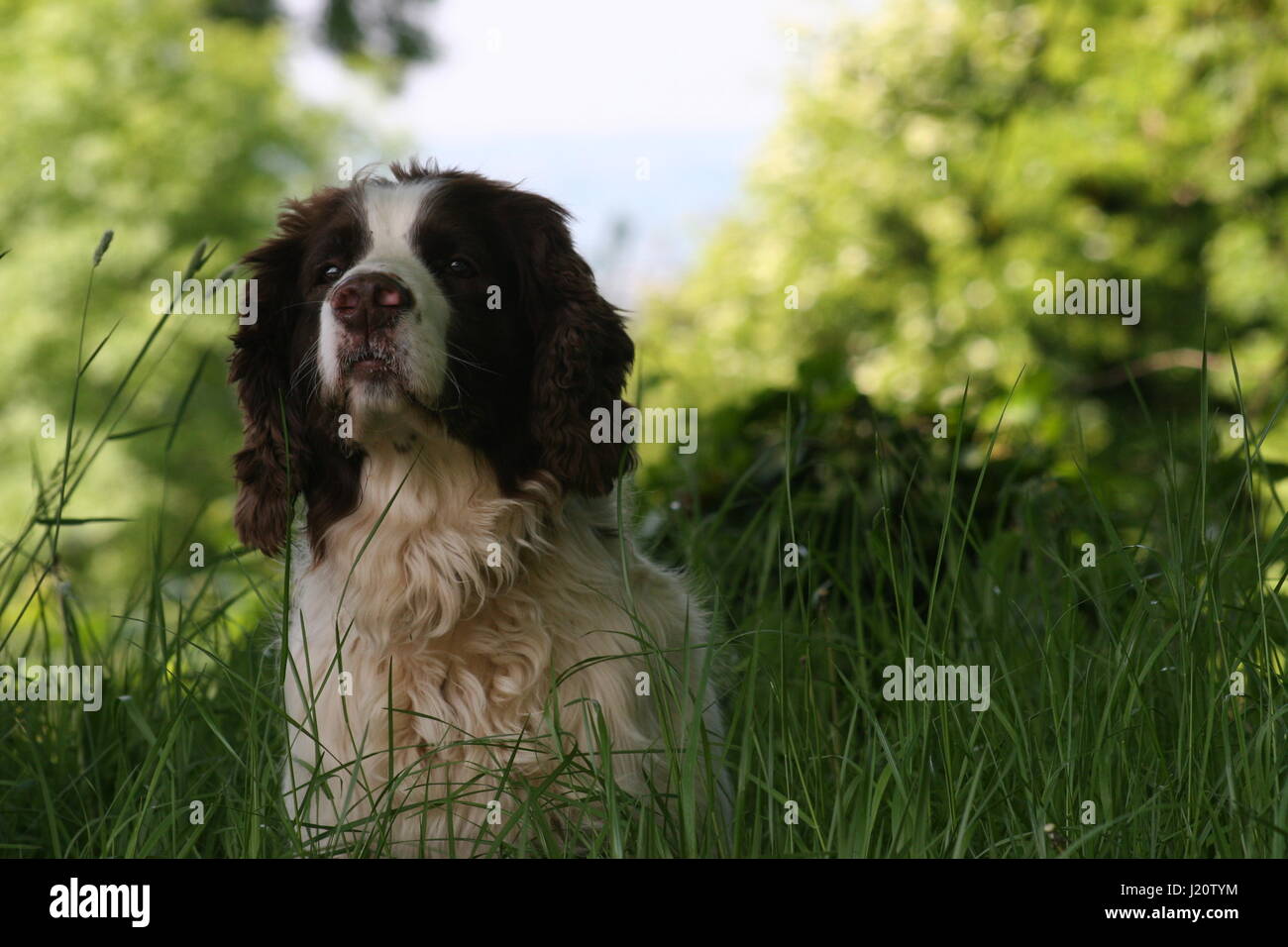 Liver and white springer spaniel hi-res stock photography and images ...
