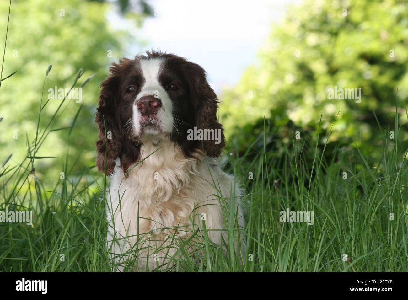 Springer spaniel brown and white hi-res stock photography and images ...