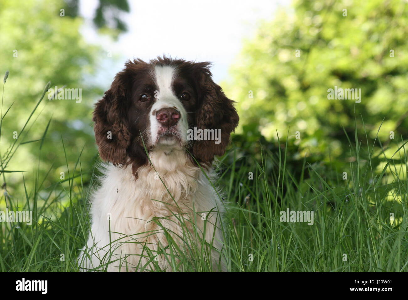 Brown & white English Springer Spaniel Stock Photo - Alamy