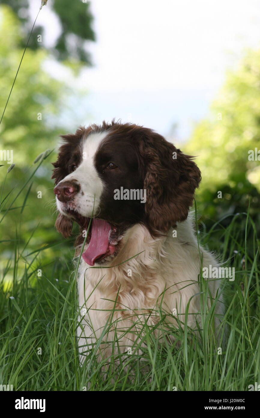 Brown & white English Springer Spaniel Stock Photo - Alamy