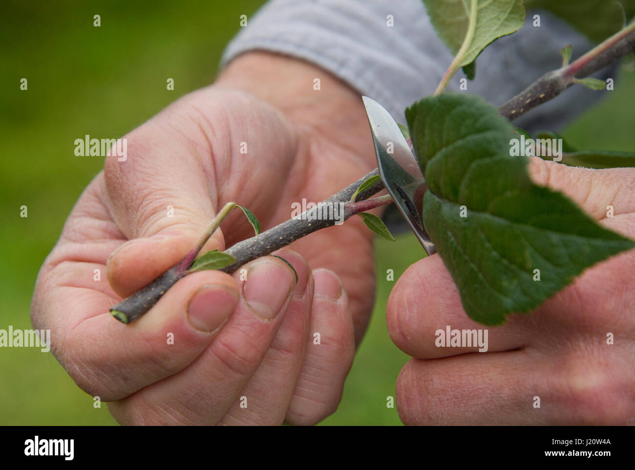 Apple jupiter hi-res stock photography and images - Alamy