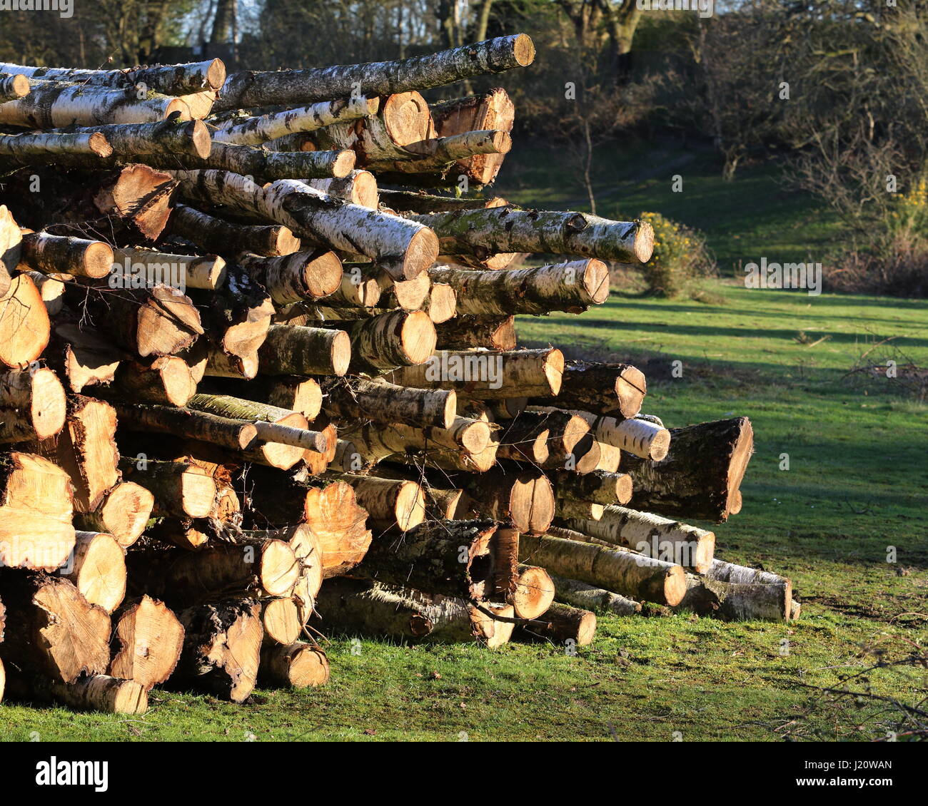 Silver birch log hi-res stock photography and images - Alamy