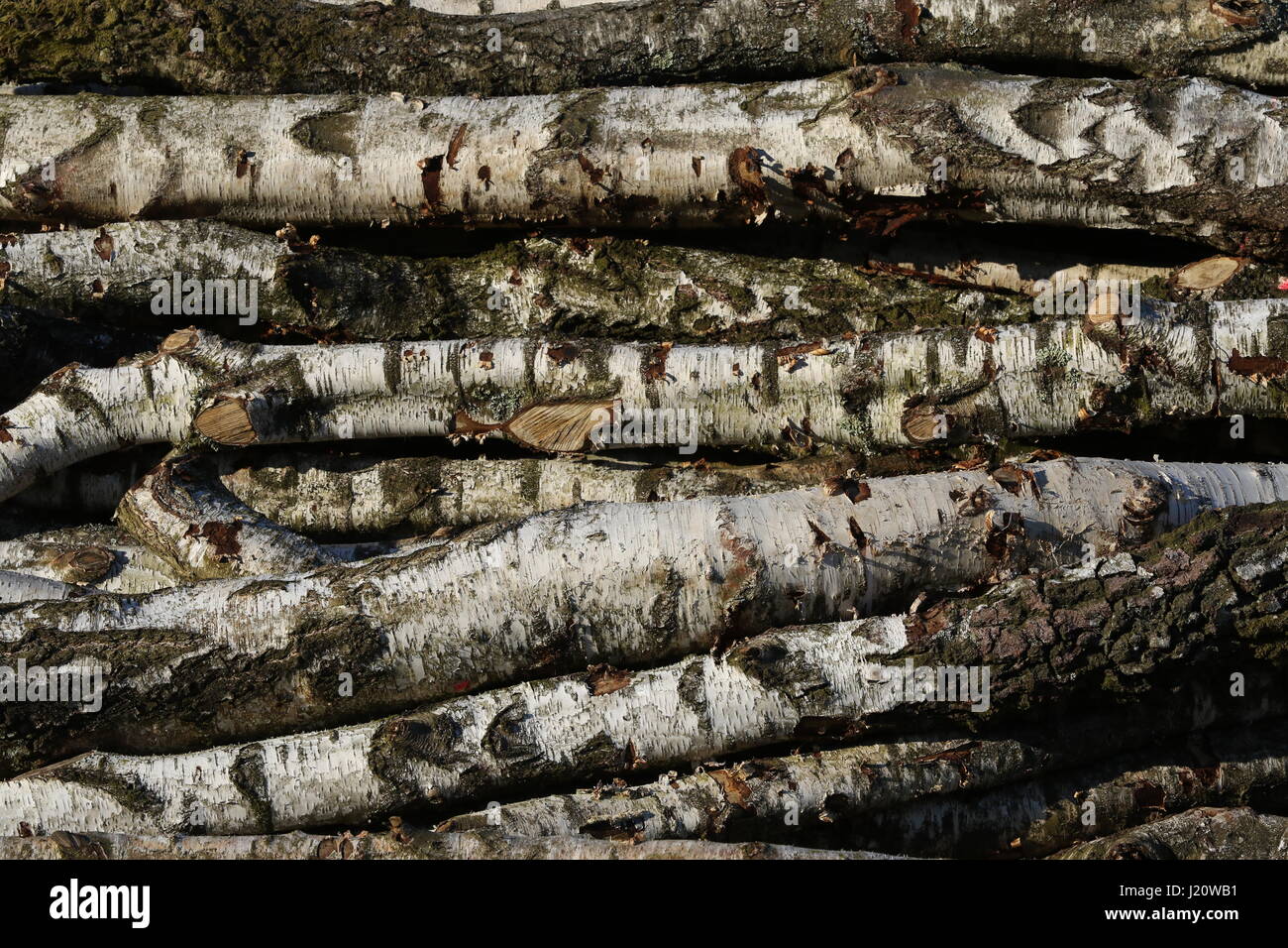 Pile of logs from felled silver birch trees Stock Photo - Alamy