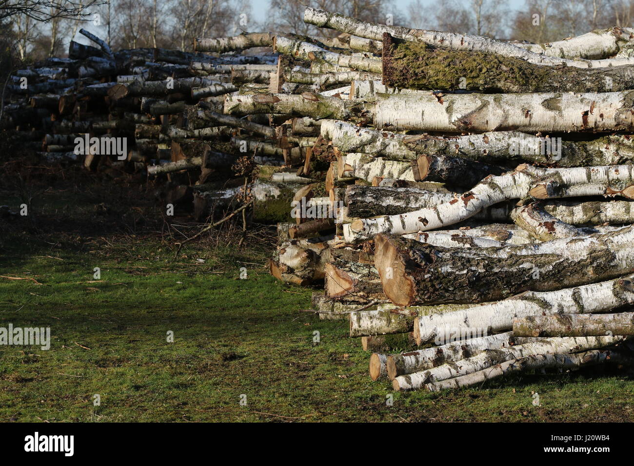 Silver Birch Log High Resolution Stock Photography and Images - Alamy