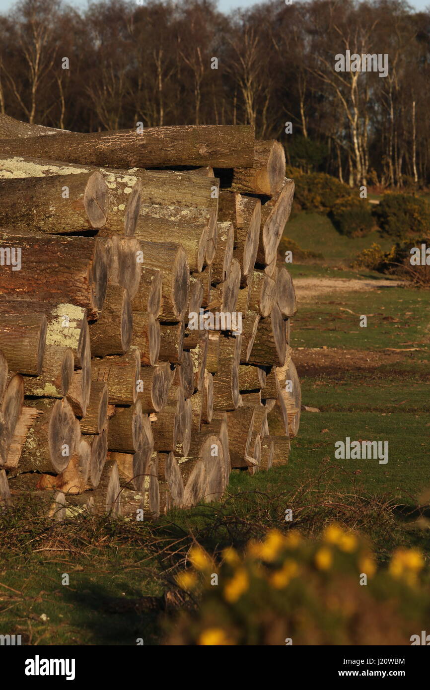 Pile of felled trees stacked Stock Photo - Alamy
