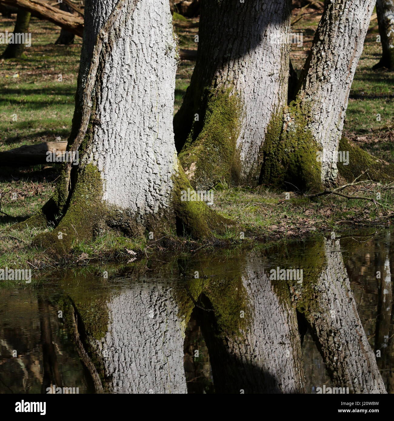 Tree truncks hi-res stock photography and images - Alamy