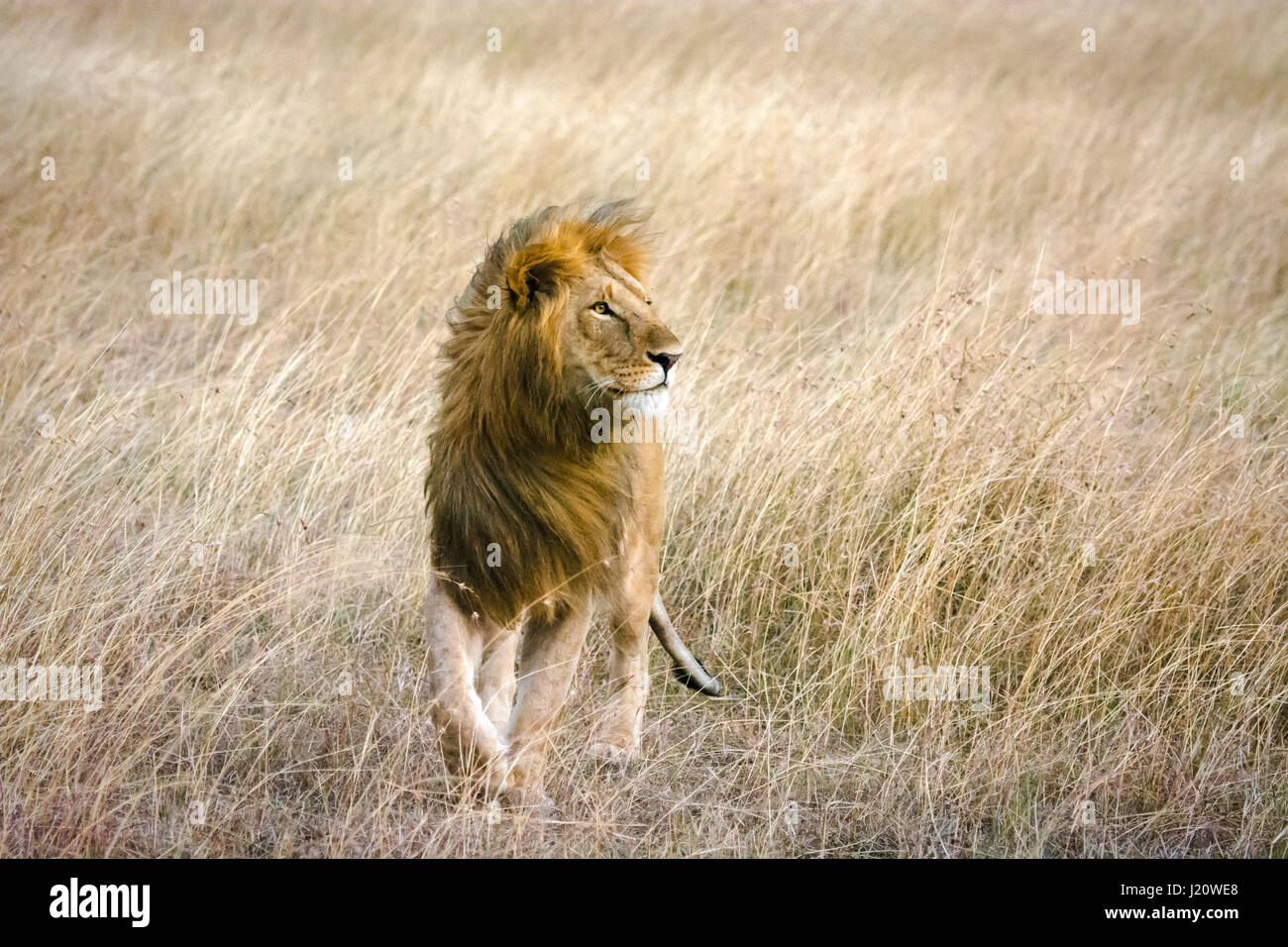 Lion wind hi-res stock photography and images - Alamy