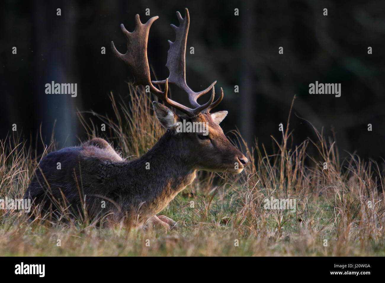 Fallow Deer Stag sitting in the evening sun in the New Forest Stock ...